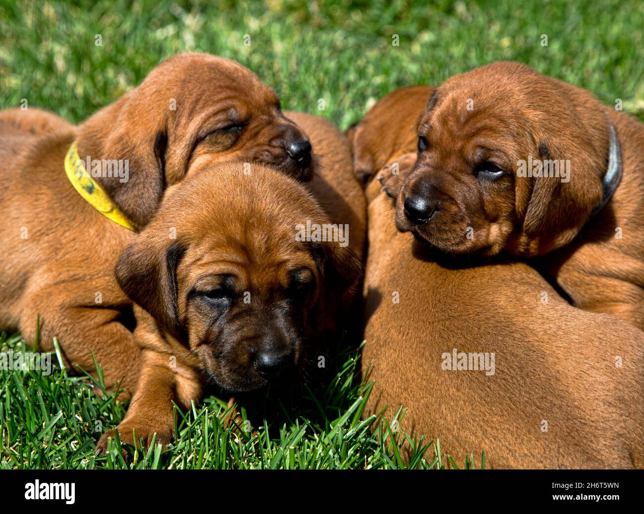 How Much Do Redbone Coonhound Puppies Cost