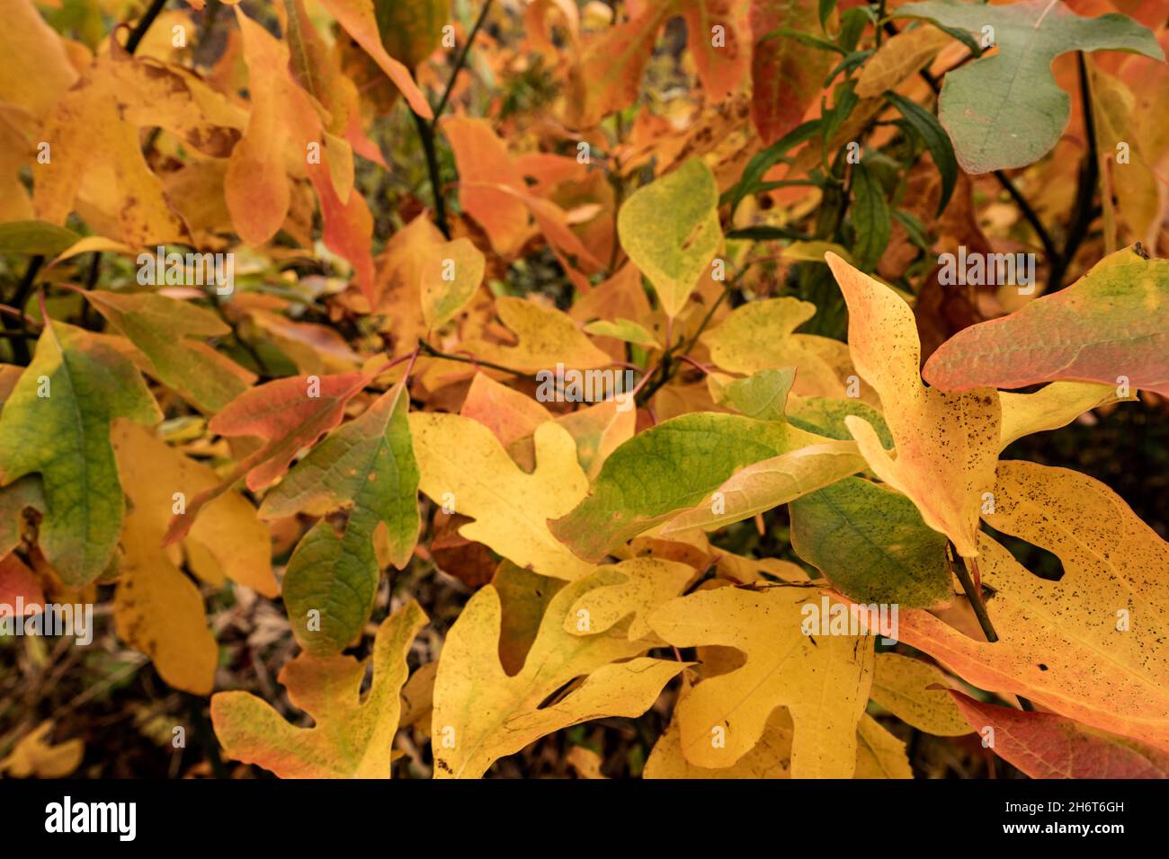 Sassafras Leaves Changing Colors Along the Blue Ridge Parkway Stock ...