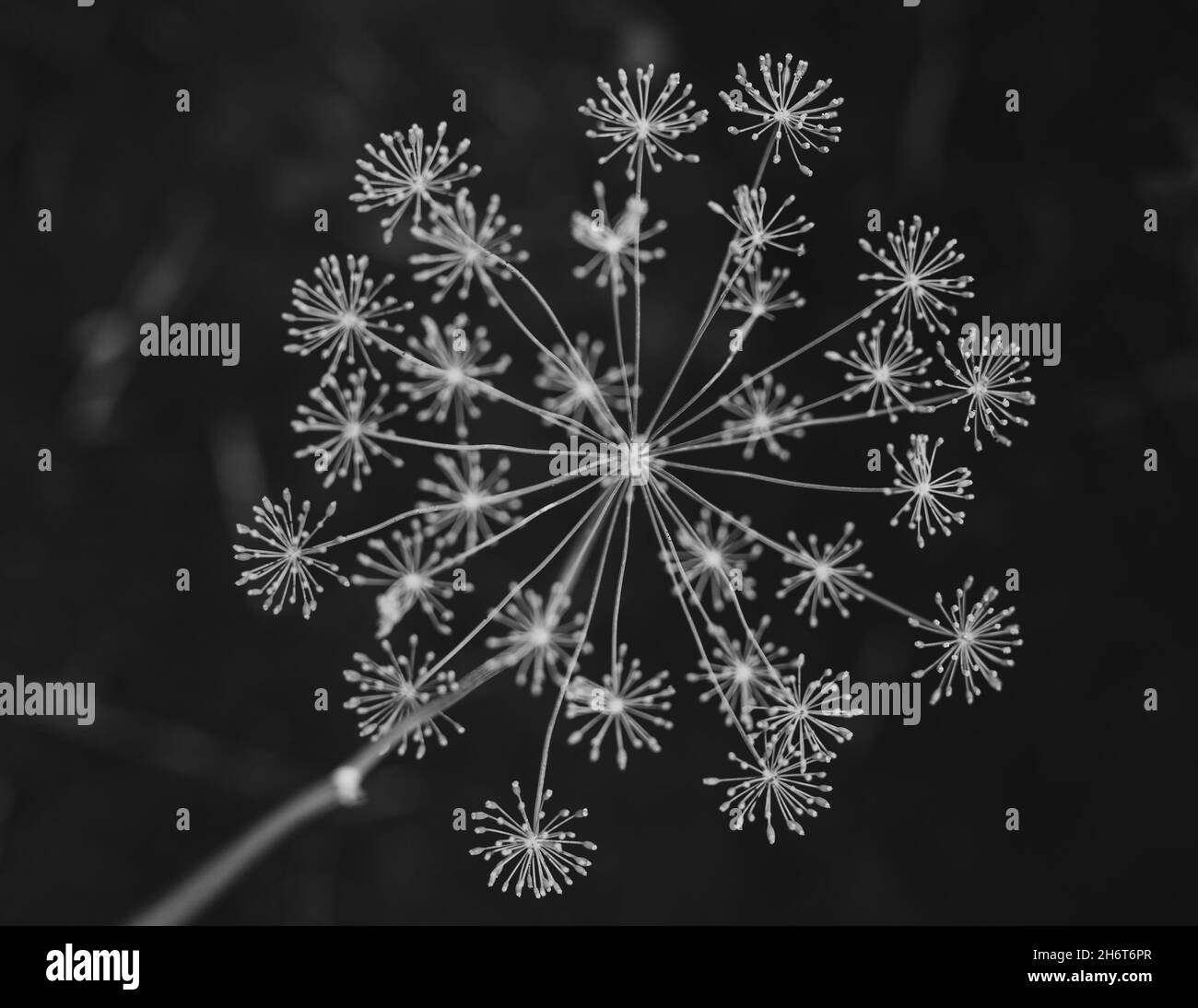 Closeup shot of a Common fennel plant on a grayscale Stock Photo - Alamy