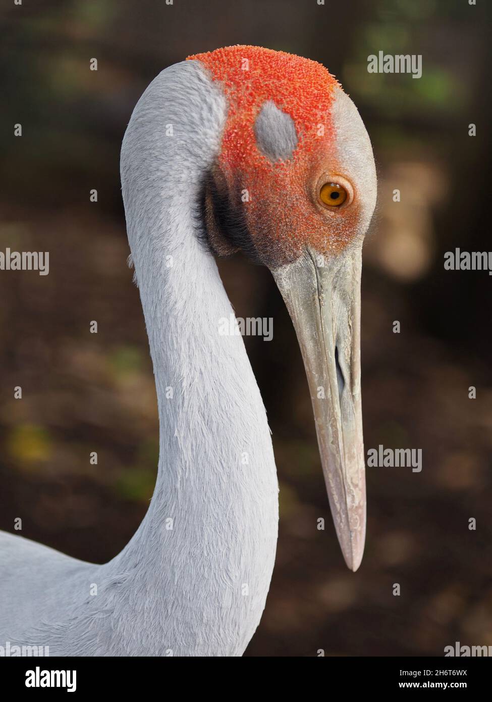 Elegant debonair female Brolga with a long slender neck in a chic ...