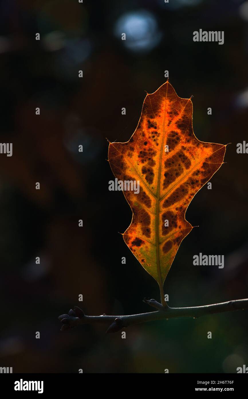 Selective focus shot of autumn leaf Stock Photo - Alamy