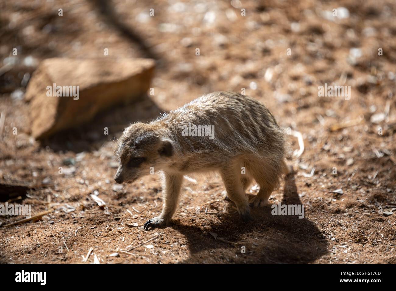 An American Badger in Palm Springs, California Stock Photo - Alamy