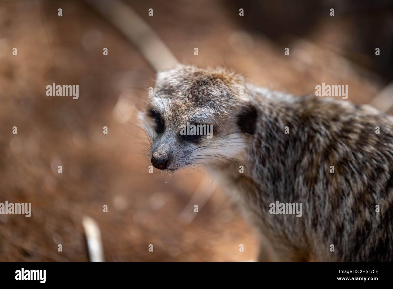 An American Badger in Palm Springs, California Stock Photo - Alamy