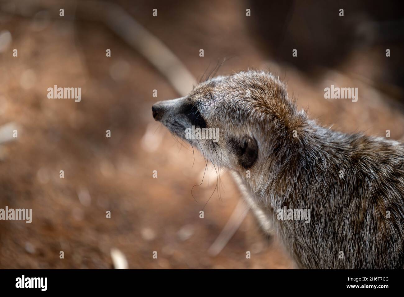 An American Badger in Palm Springs, California Stock Photo - Alamy