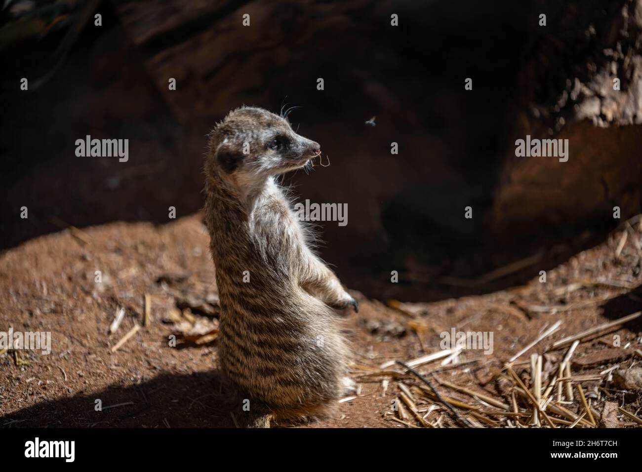 An American Badger in Palm Springs, California Stock Photo - Alamy