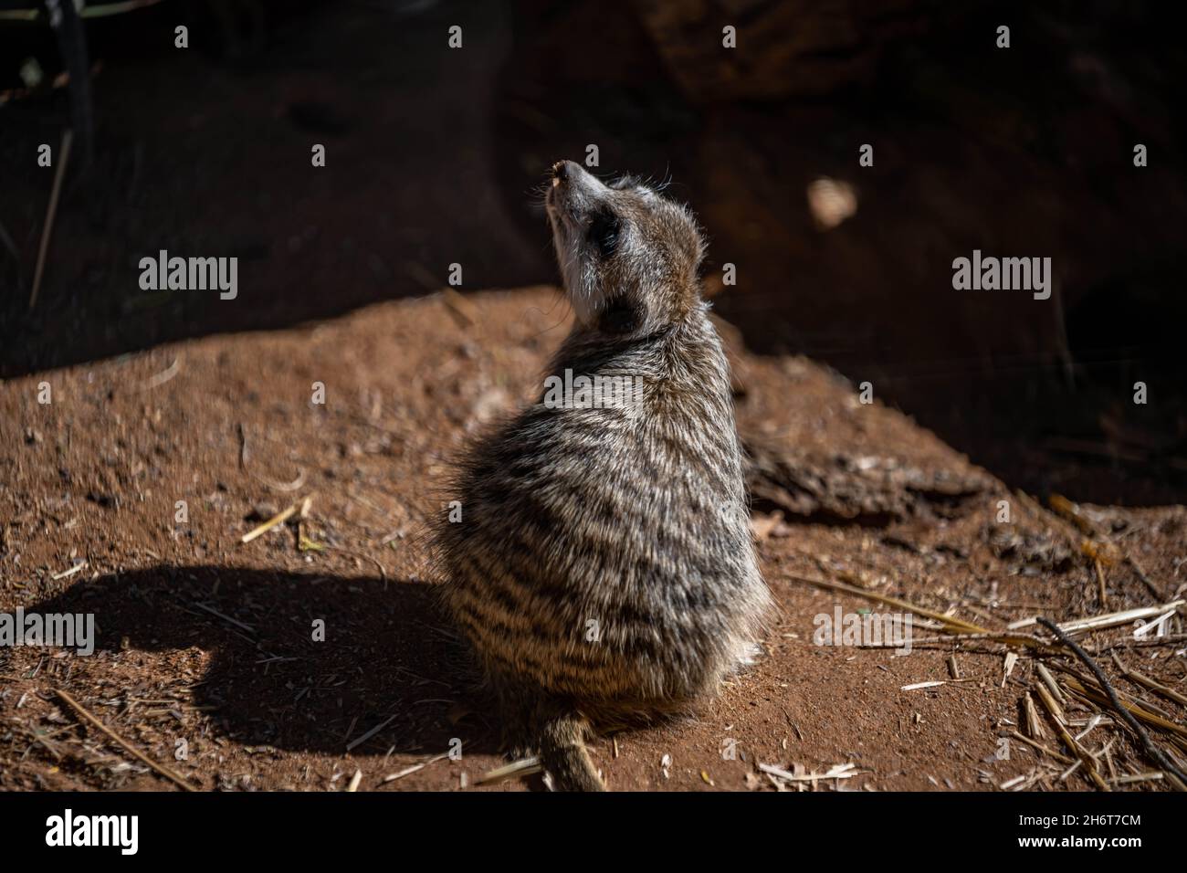 An American Badger in Palm Springs, California Stock Photo - Alamy