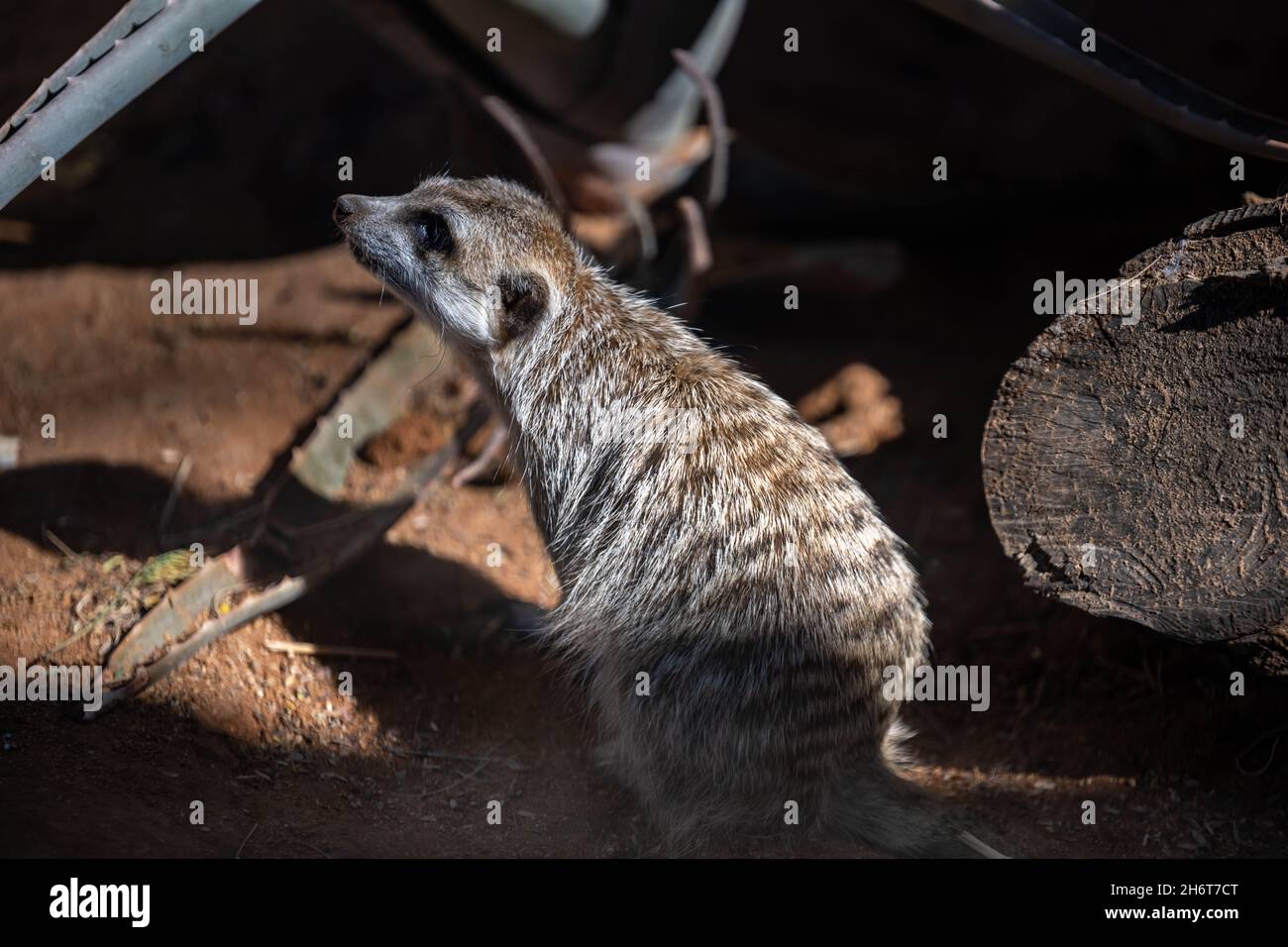 An American Badger in Palm Springs, California Stock Photo - Alamy