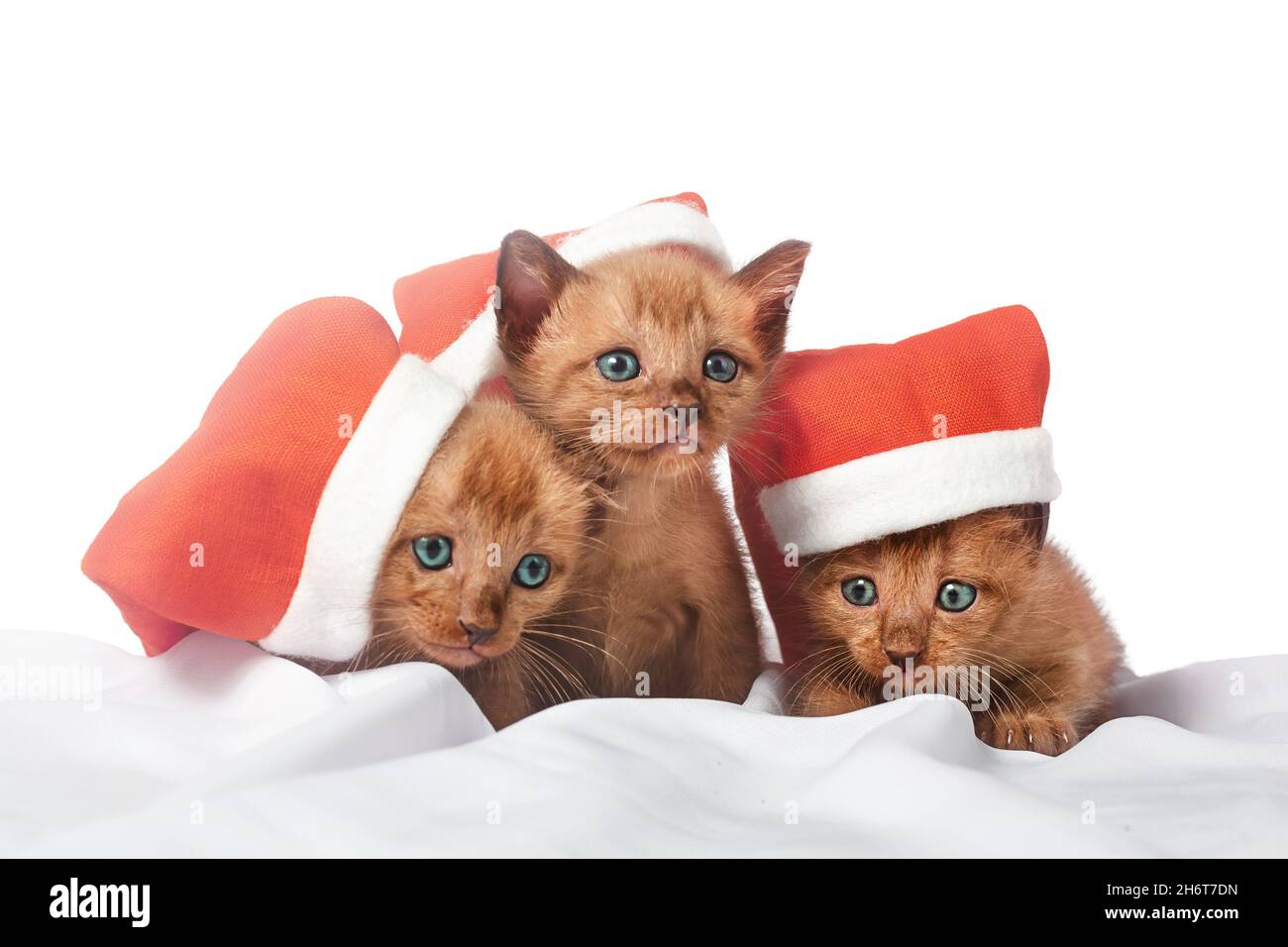 Kittens With Hats