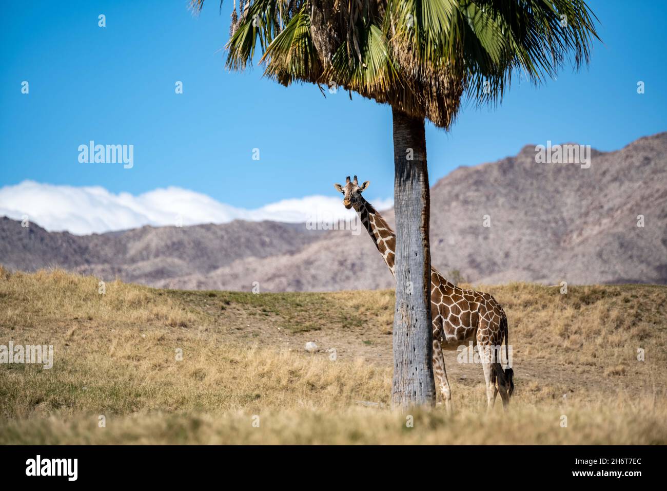 A long slender giraffe in Palm Springs, California Stock Photo - Alamy