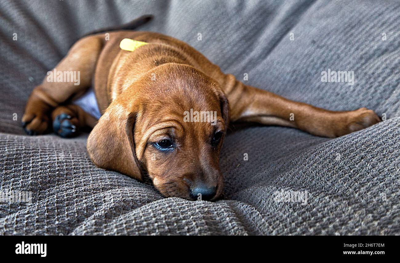 Coonhound brown eyes hi-res stock photography and images - Alamy
