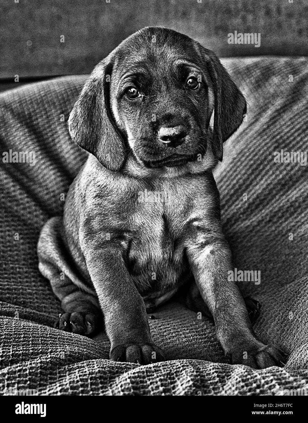 Hunting breed Black and White Stock Photos & Images - Alamy