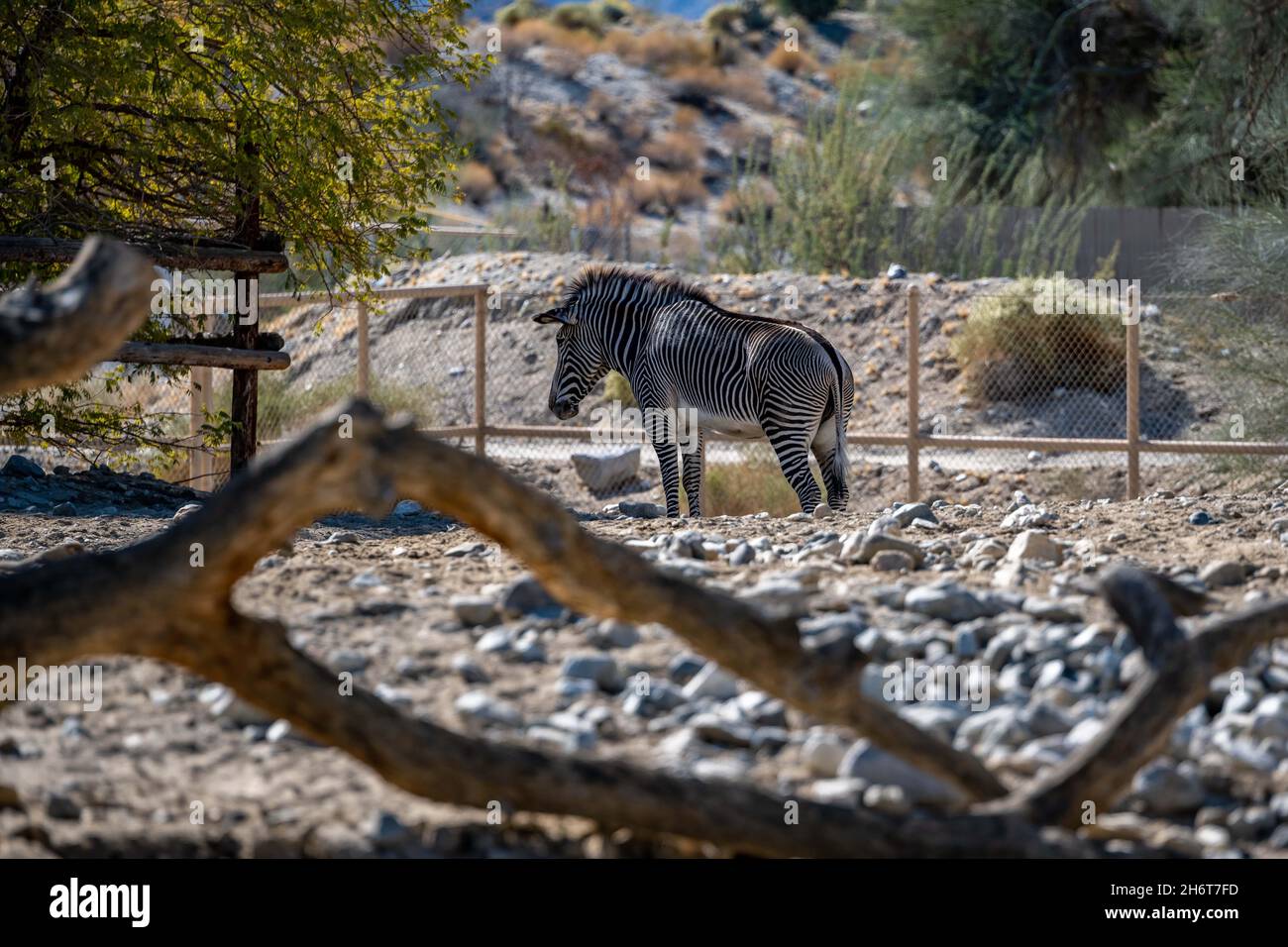 A Grevy Zebra in Palm Springs, California Stock Photo - Alamy