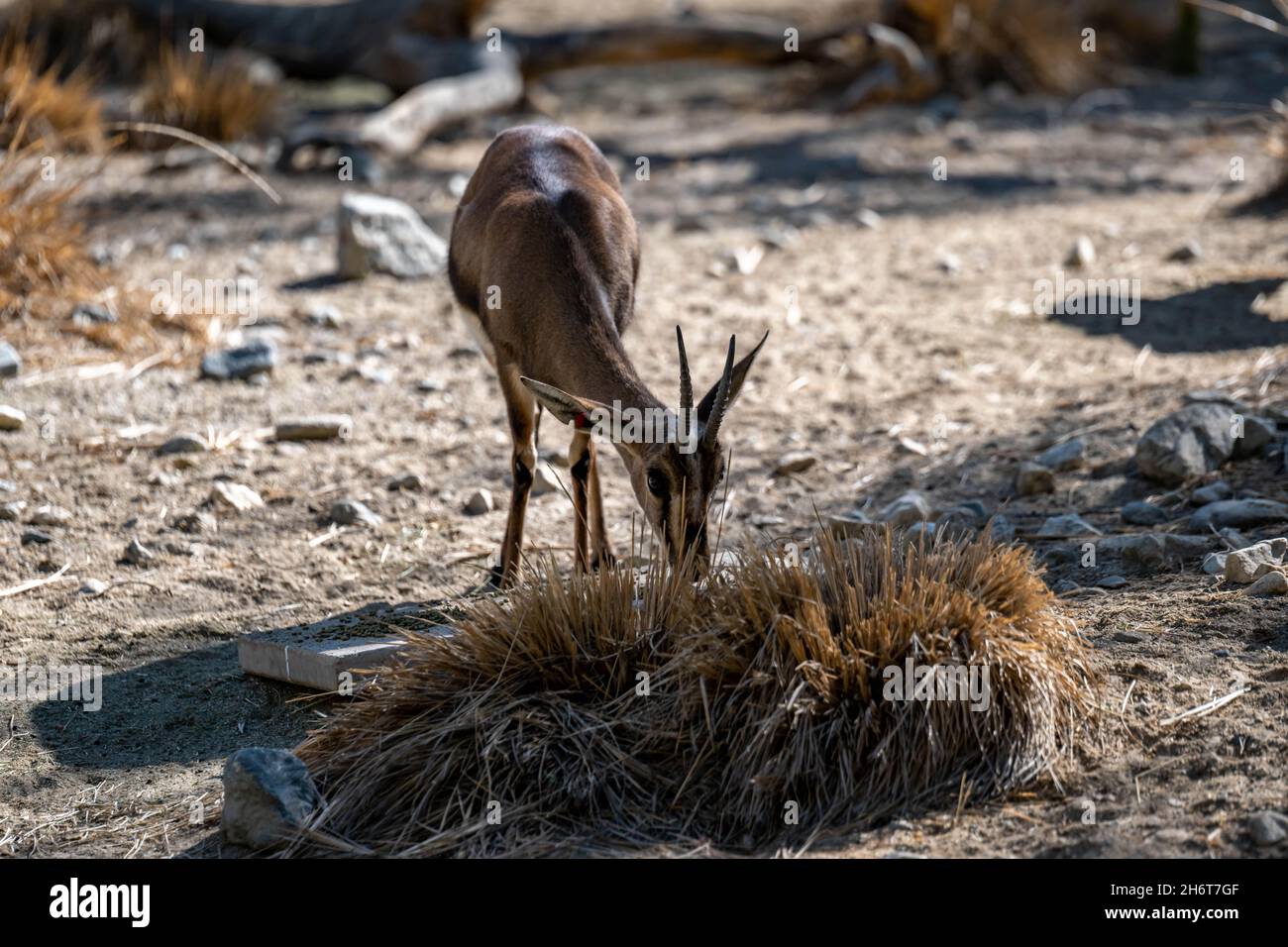 Rhim gazelle hi-res stock photography and images - Alamy