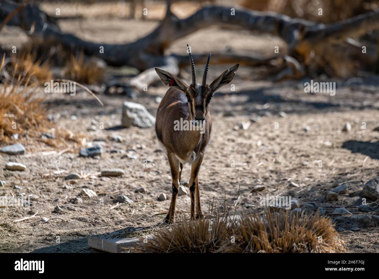 Rhim gazelle hi-res stock photography and images - Alamy