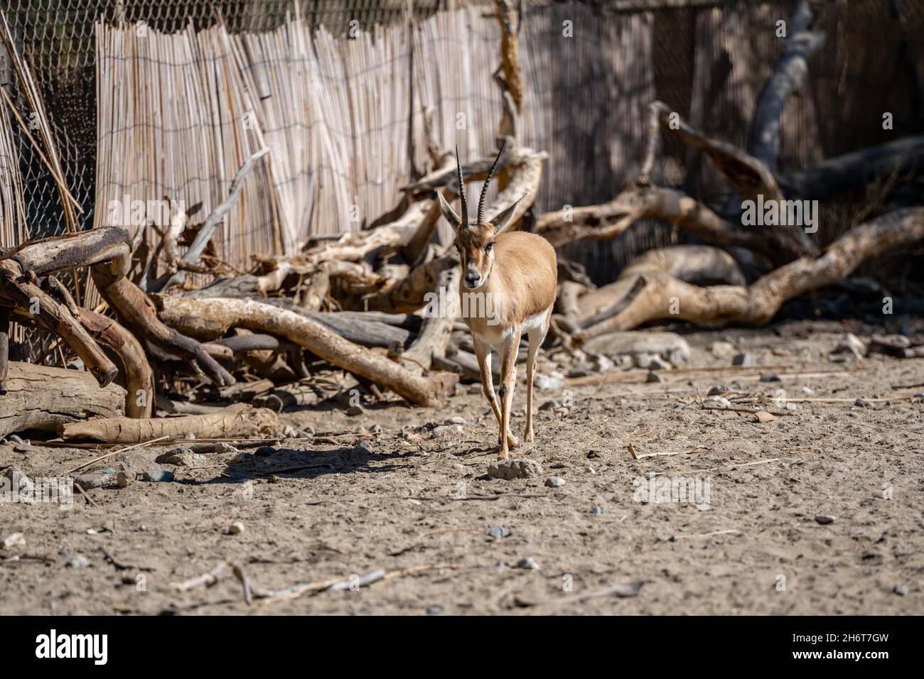 Rhim gazelle hi-res stock photography and images - Alamy