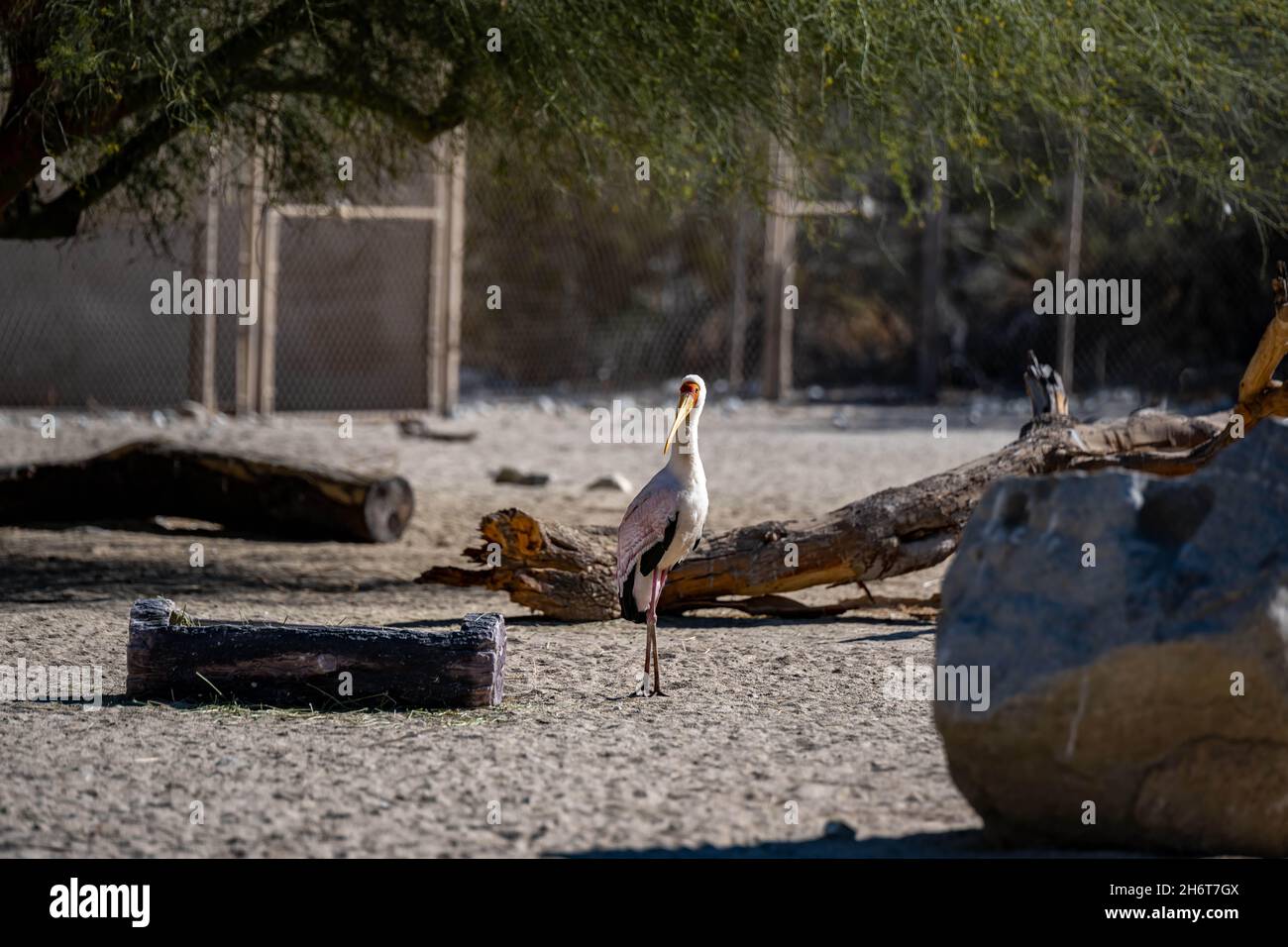 A White Stork in Palm Springs, California Stock Photo - Alamy
