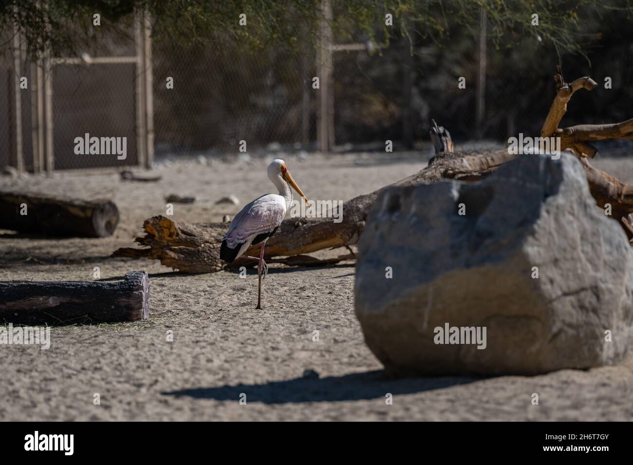 Stork ca hi-res stock photography and images - Alamy