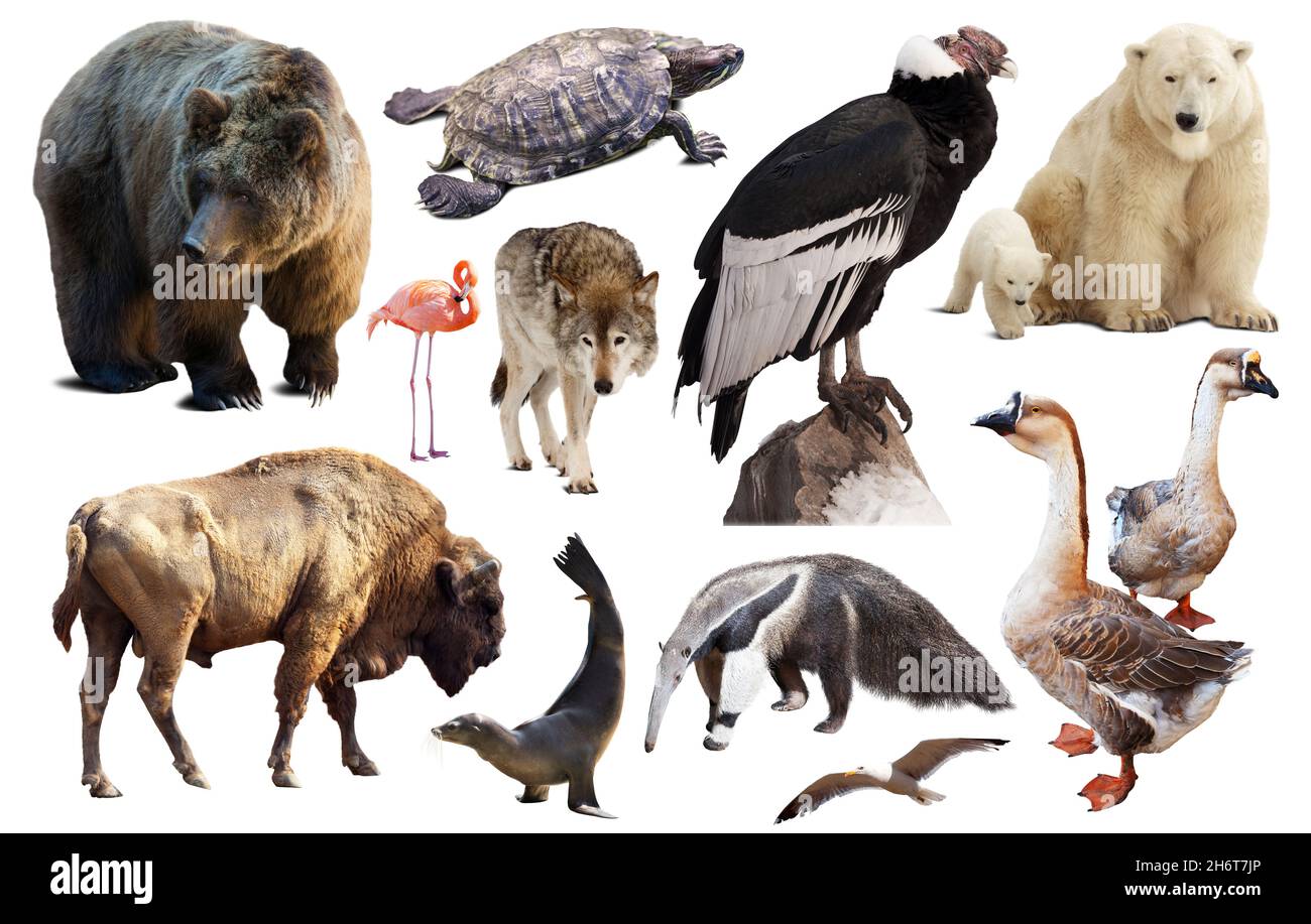 american animals isolated on white Stock Photo - Alamy