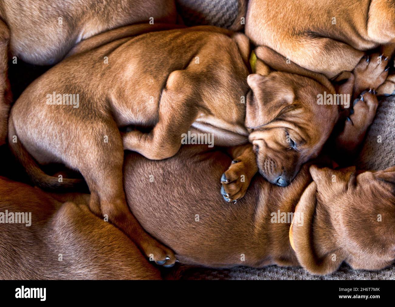 Redbone Coonhound Puppies Stock Photo - Alamy