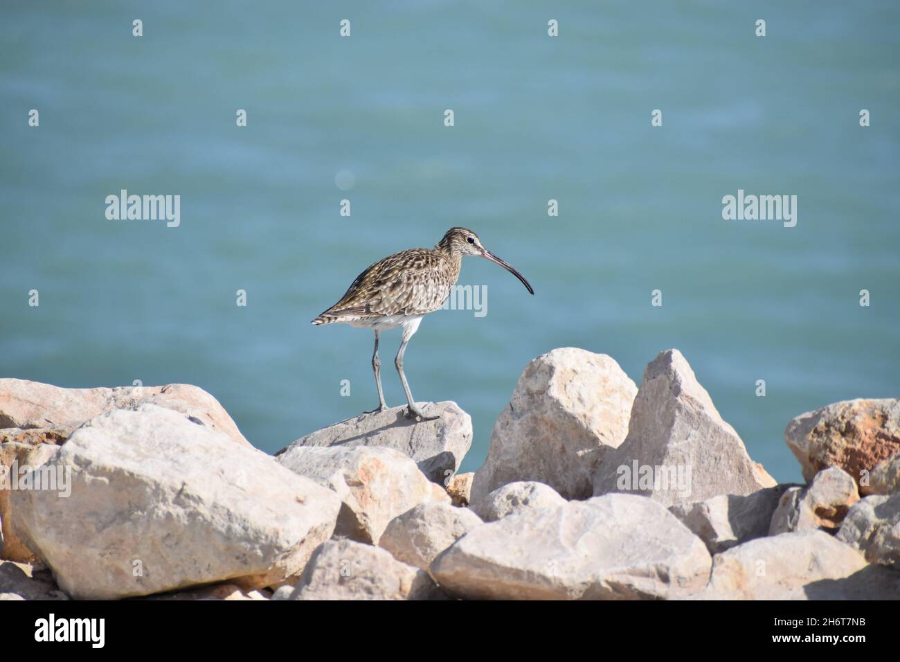 Closeup of a stone curlew hi-res stock photography and images - Alamy