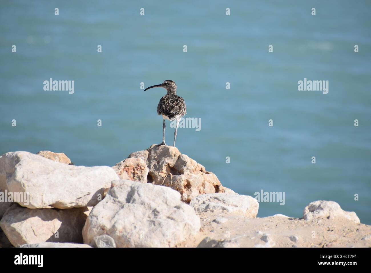 Closeup of a stone curlew hi-res stock photography and images - Alamy
