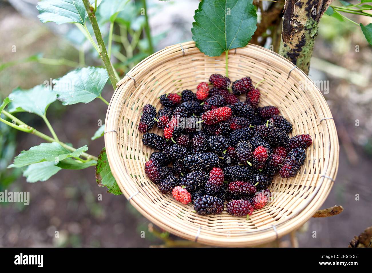 Mulberry fruit hi-res stock photography and images - Alamy