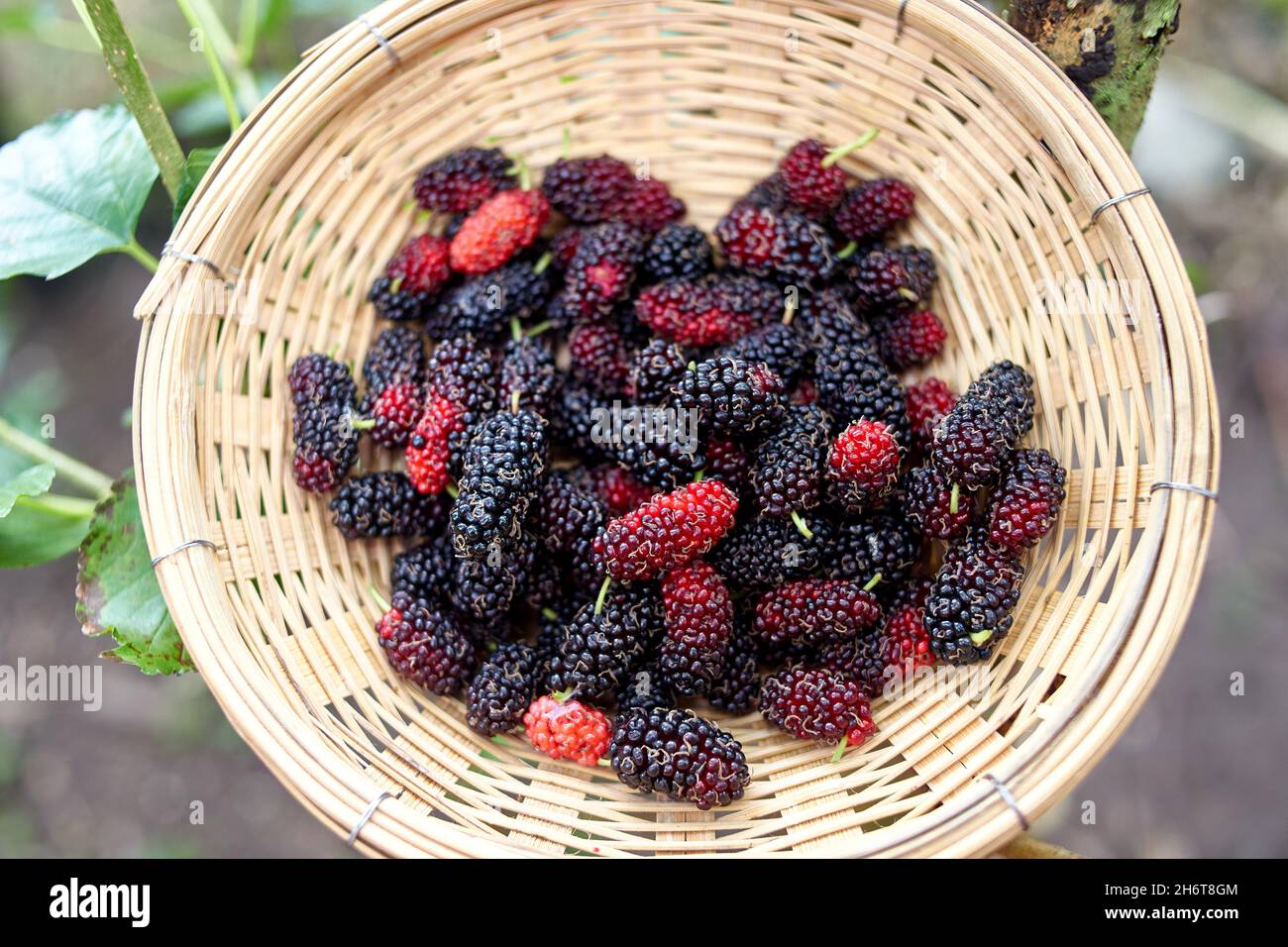 Mulberry fruit hi-res stock photography and images - Alamy
