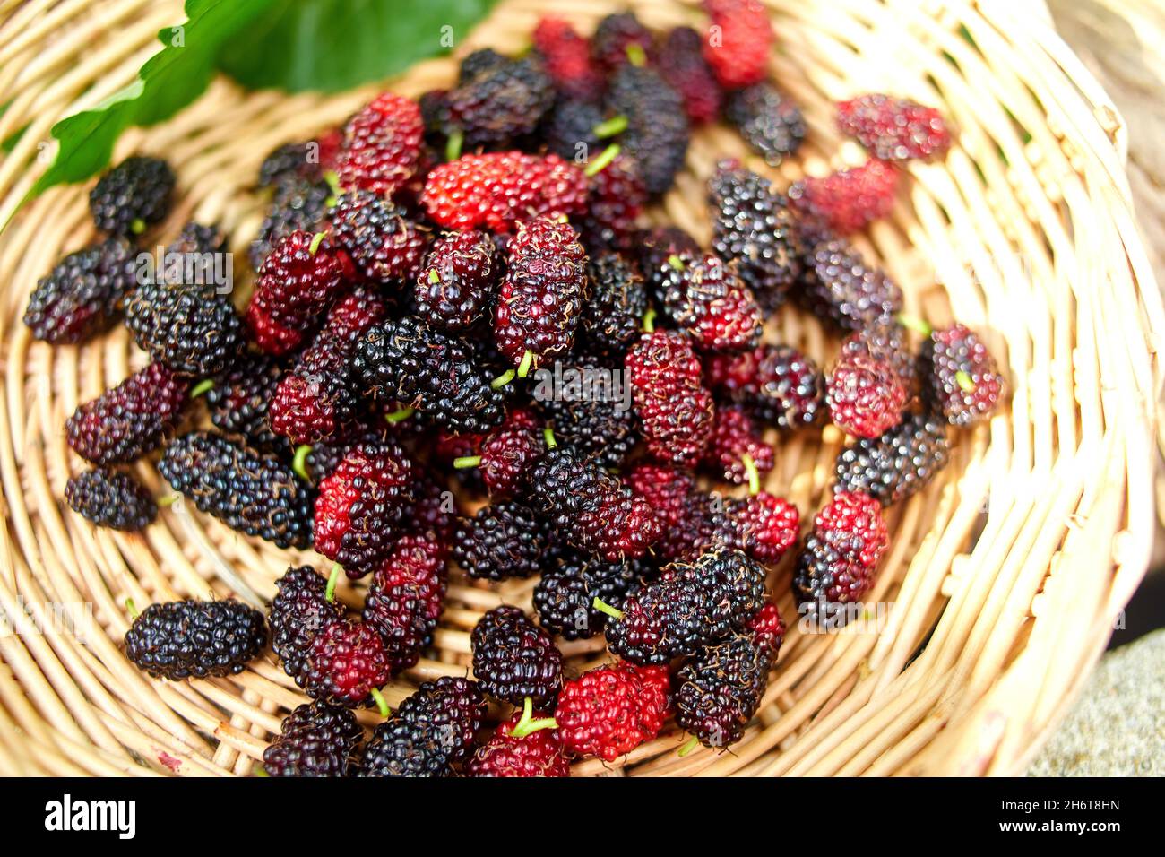 Mulberry fruit hi-res stock photography and images - Alamy