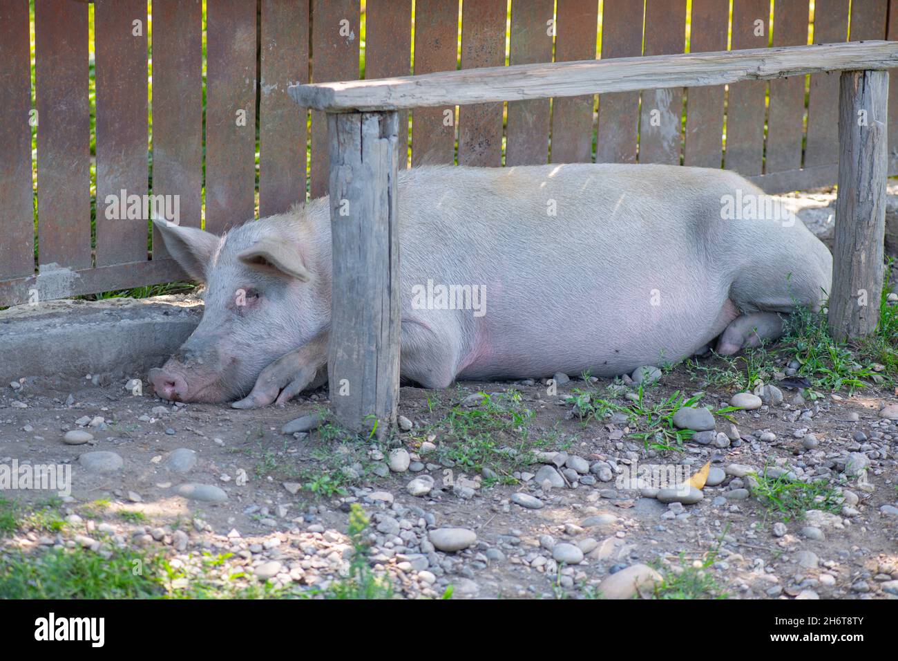 sleepy pig sleeping under a bench near his house Stock Photo - Alamy