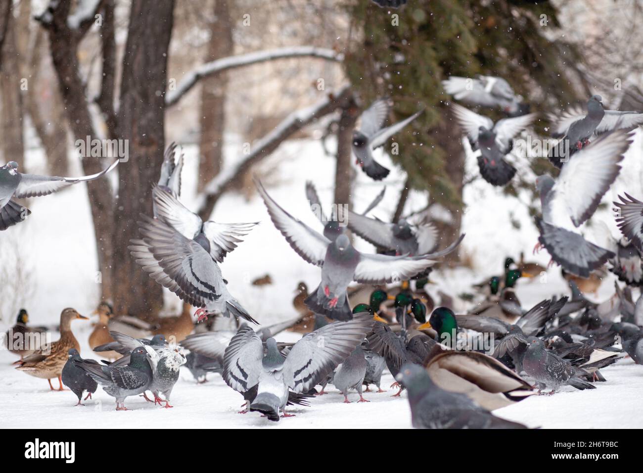 Winter portrait of a duck in a winter public park. Duck birds are ...