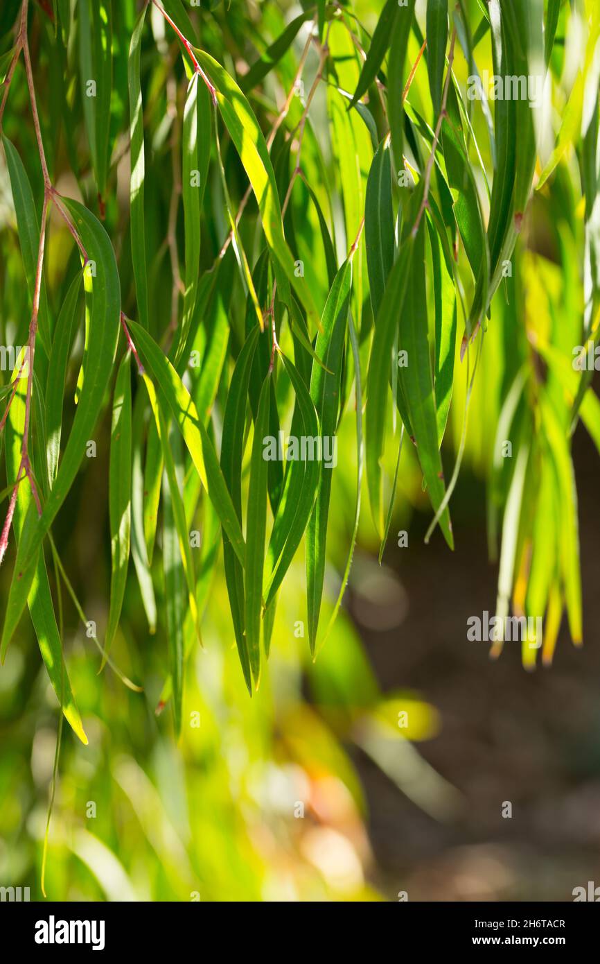 Green tree branches of agonis flexuosa in sunny garden at summer day ...
