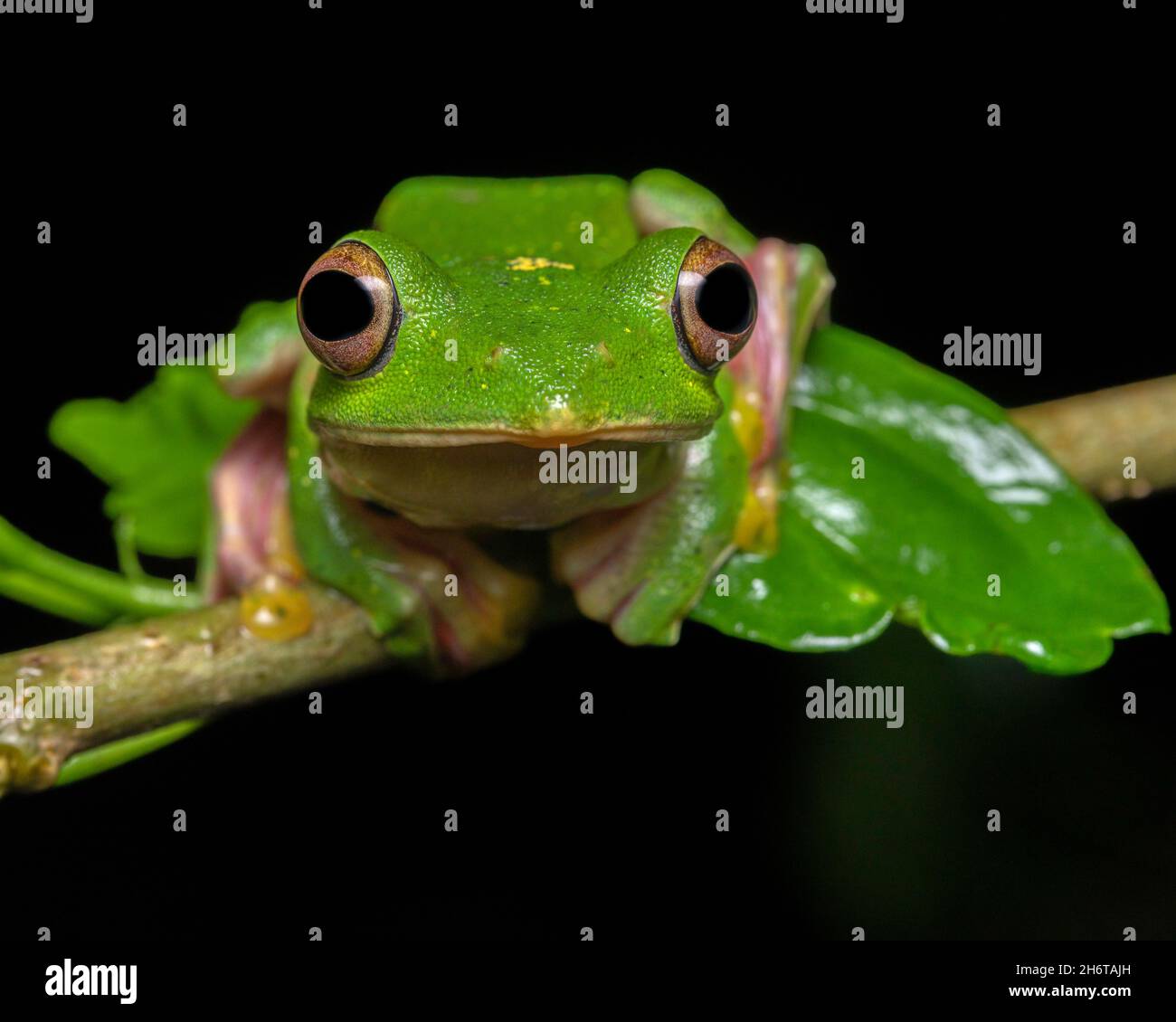 Macro eyes hi-res stock photography and images - Alamy