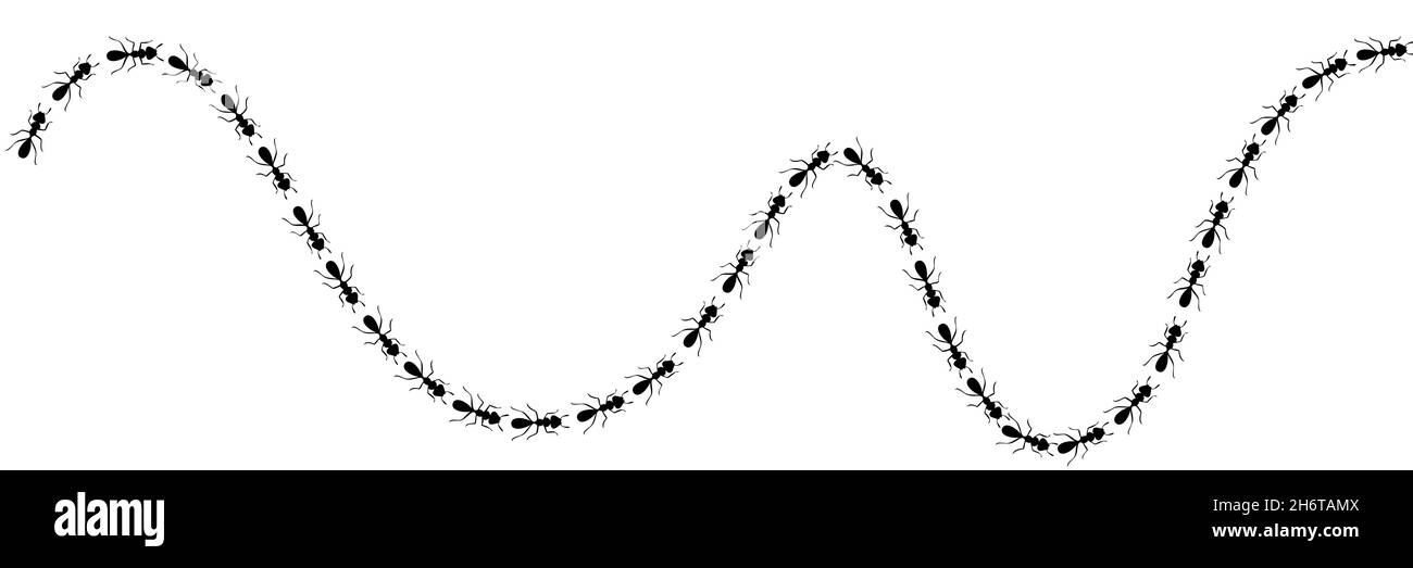 Worker ants trail curve. Ant path isolated in white background. Vector illustration Stock Vector ...