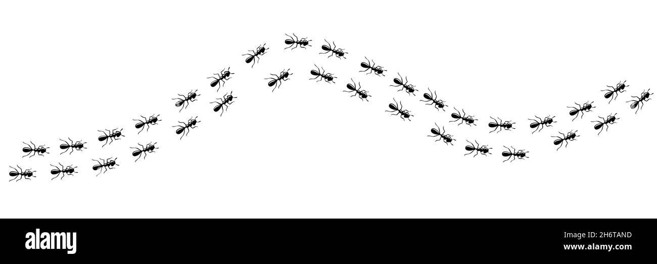 Worker ants trail curve. Ant path isolated in white background. Vector illustration Stock Vector ...