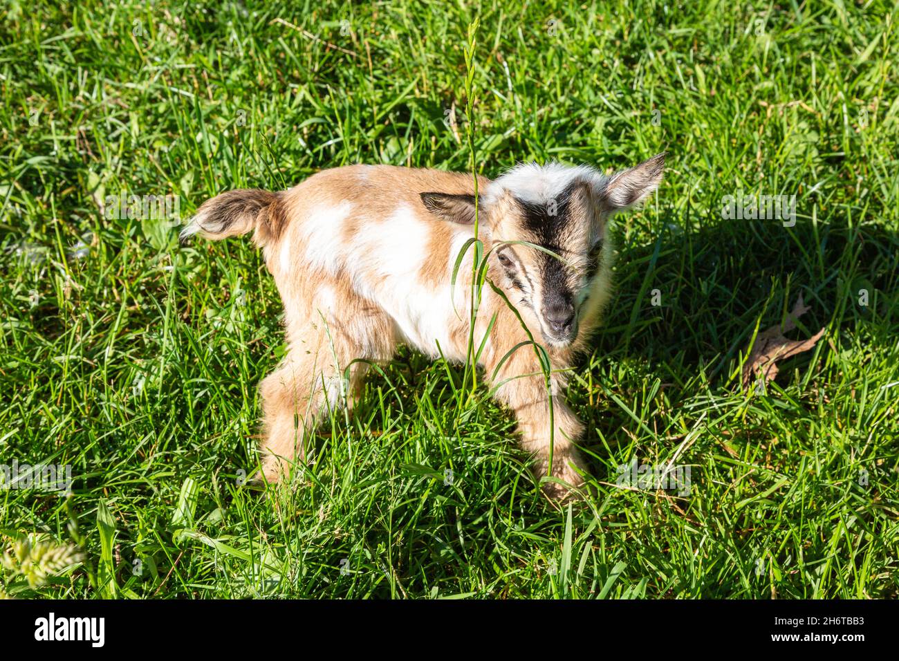 Nigerian dwarf goat hi-res stock photography and images - Alamy
