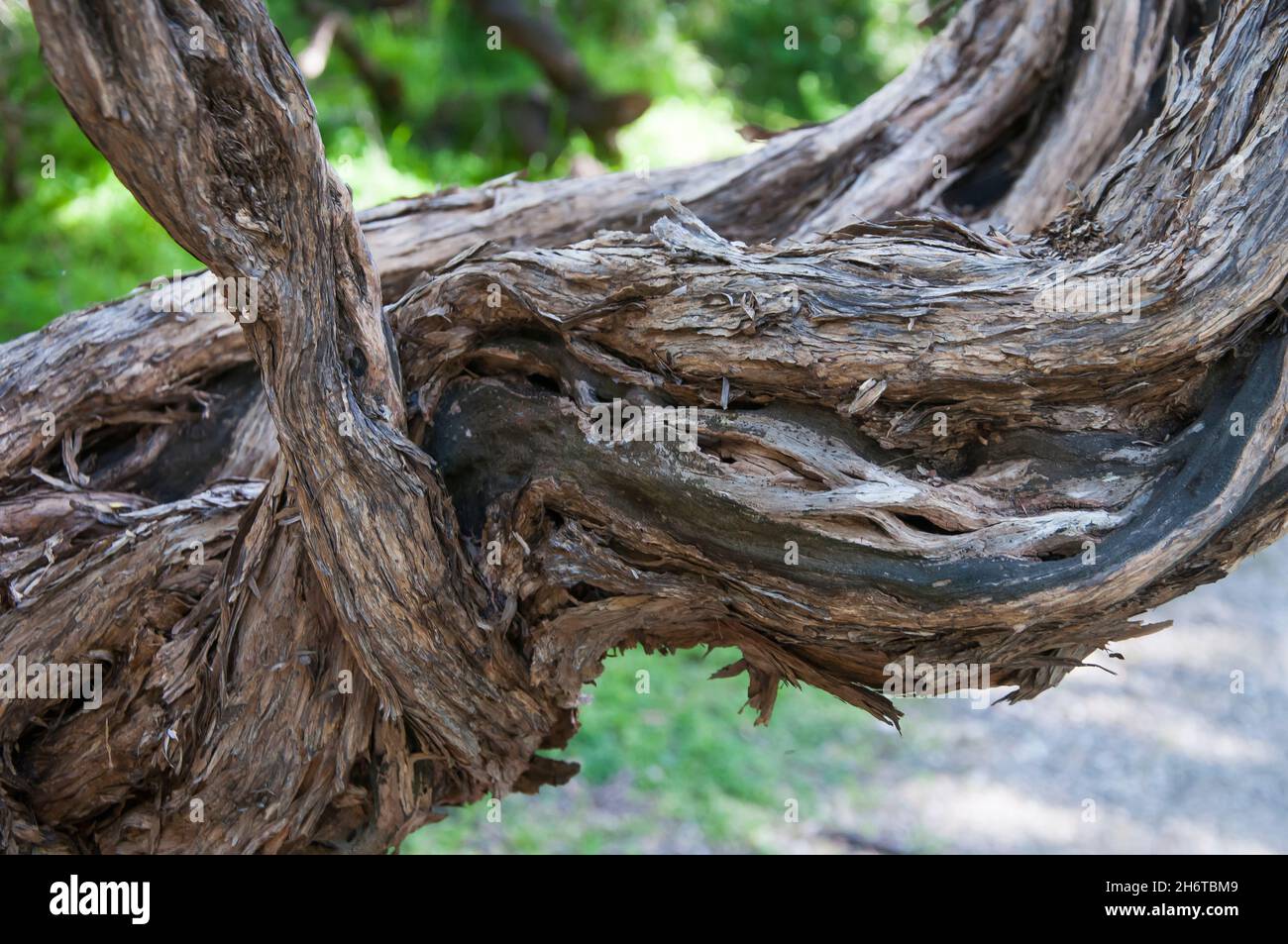 Australian tea tree hi-res stock photography and images - Alamy