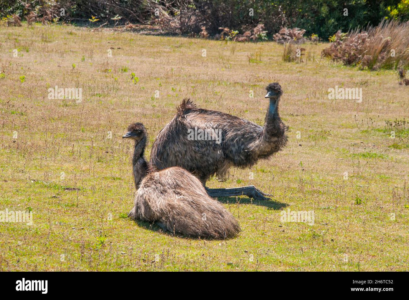 The flightless Emu, Dromaius novaehollandia, world's 2nd largest bird ...