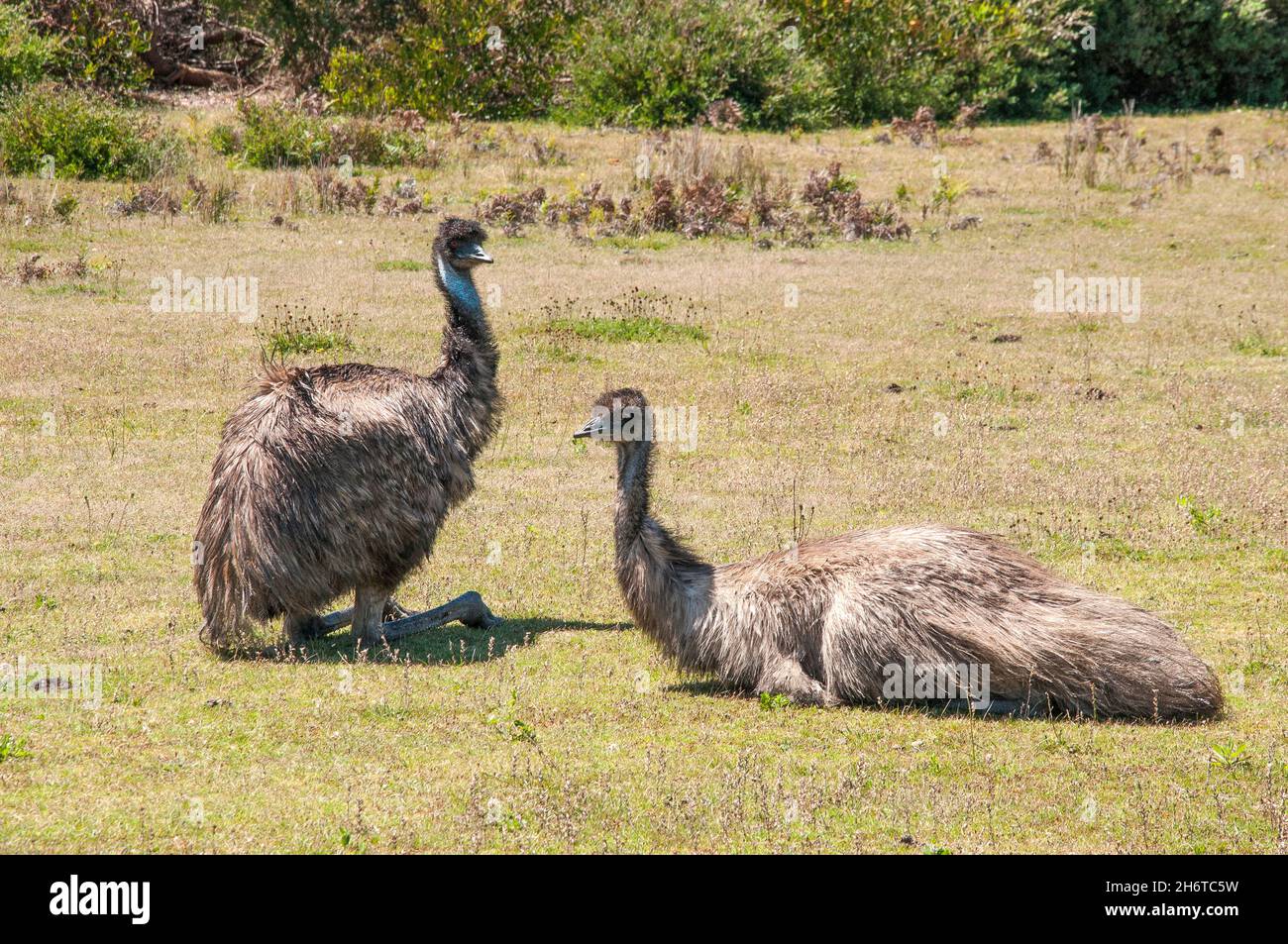 The flightless Emu, Dromaius novaehollandia, world's 2nd largest bird ...