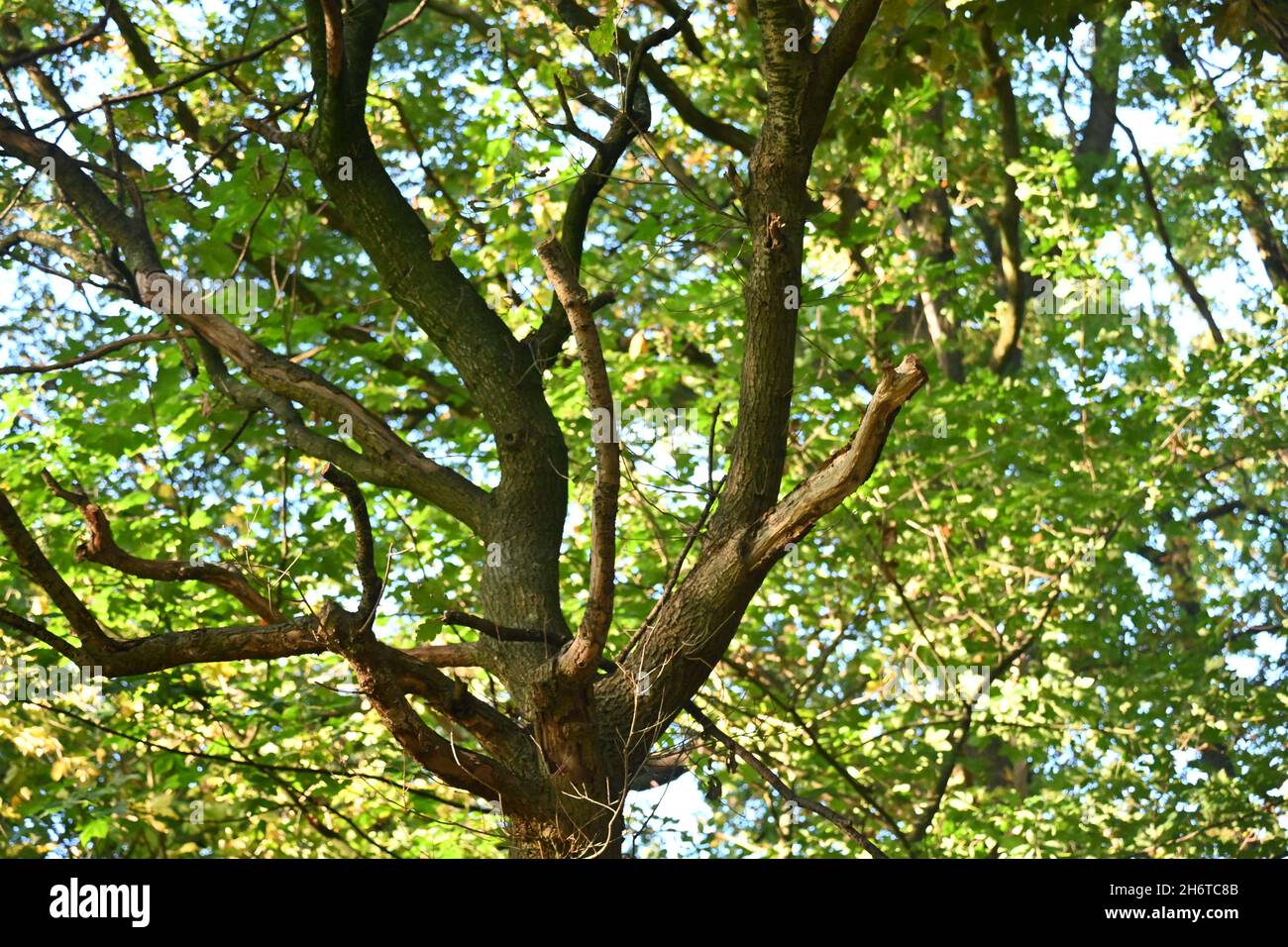Tree Crown with Foliage Stock Photo - Alamy
