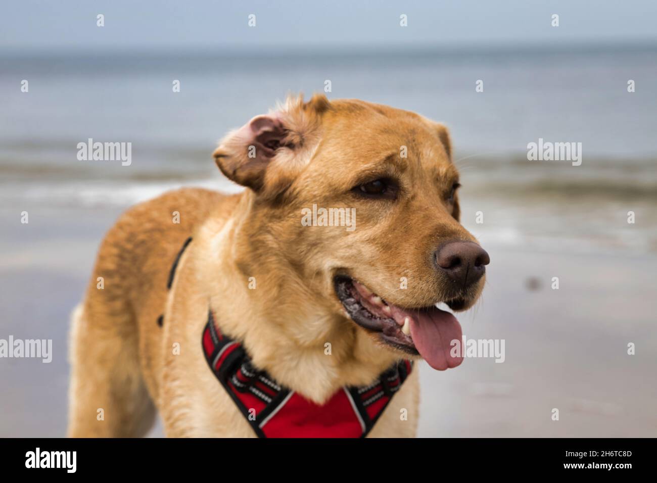 Portrait of a cute Golden Labrador Retriever on the beach, Kolberg ...