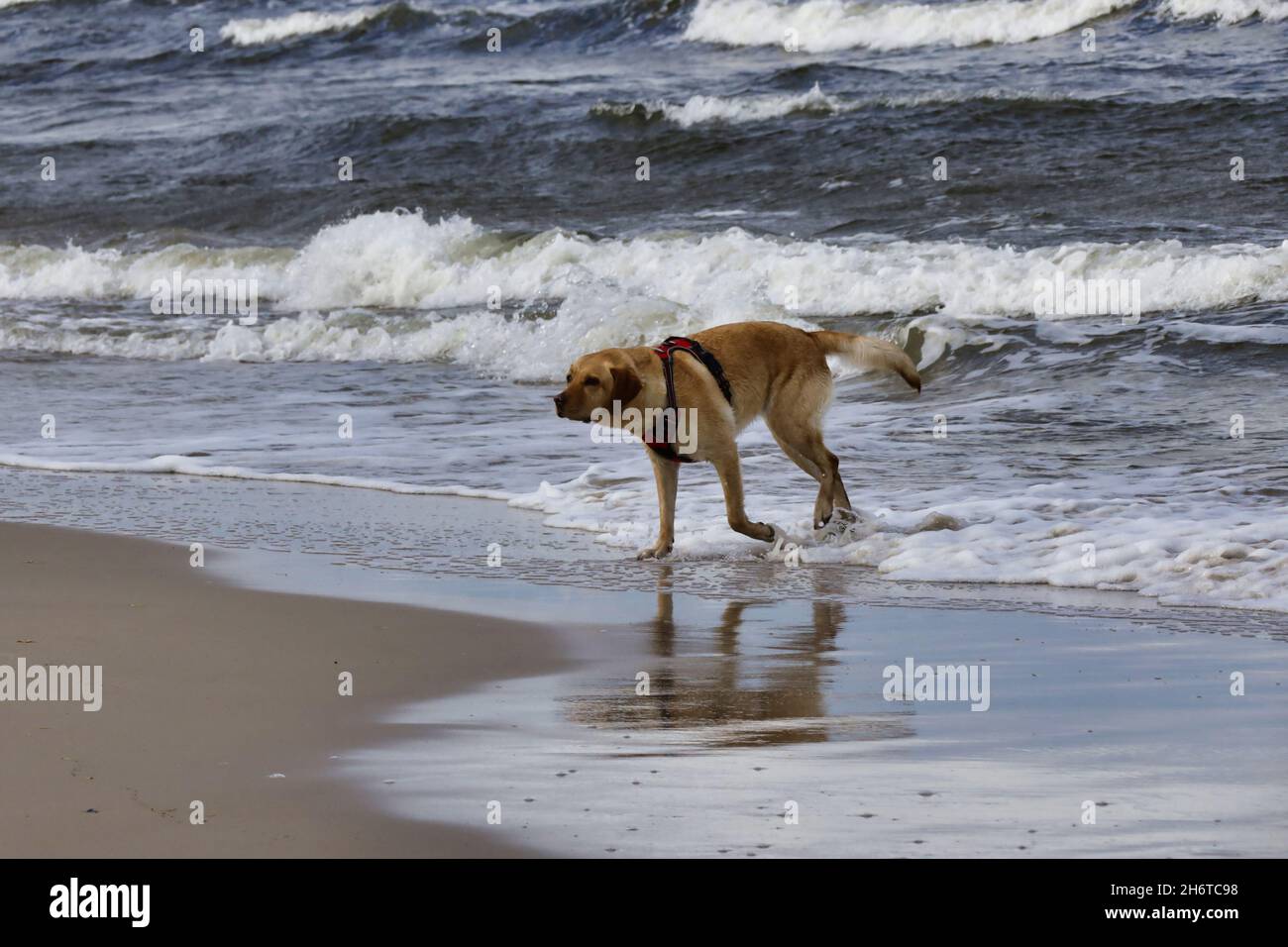 Golden Labrador Retriever on the sandy beach, Kolberg, Poland Stock ...