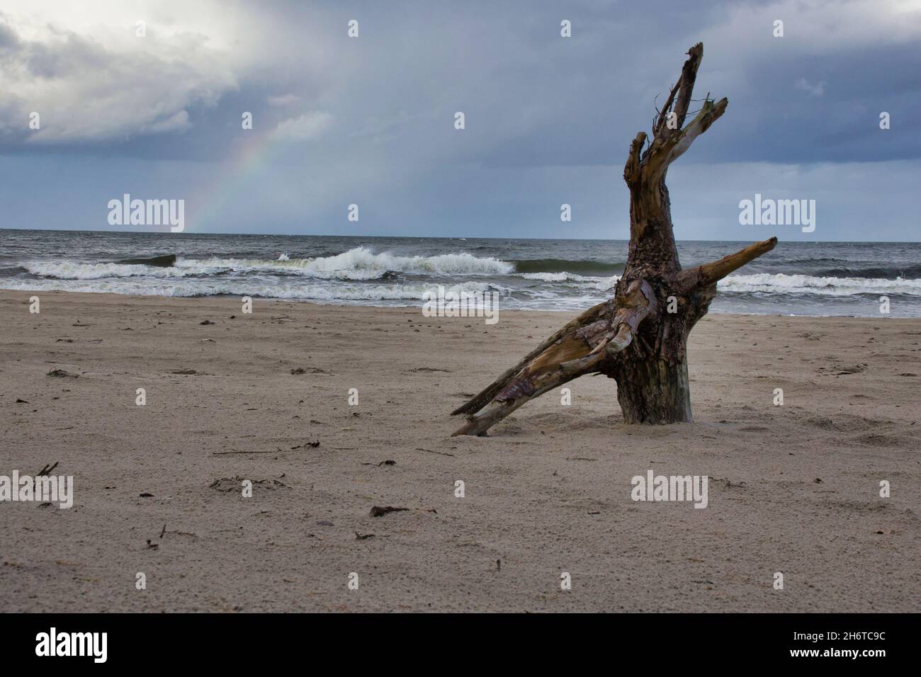 Old dry tree branch on a sandy beach, Kolberg, Poland Stock Photo - Alamy