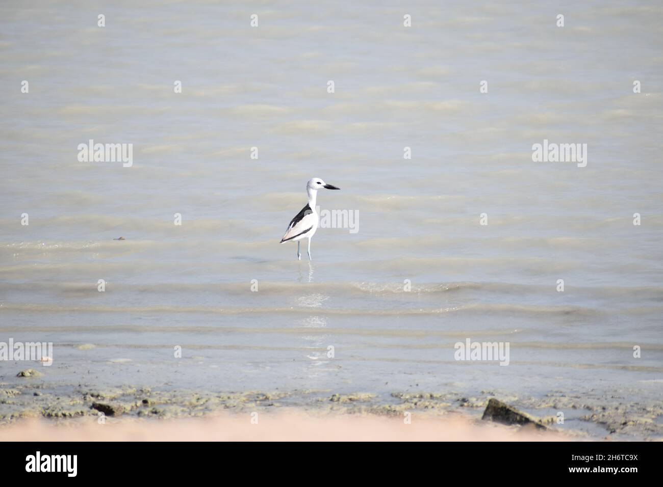Crab plover bird on the beach water Stock Photo - Alamy