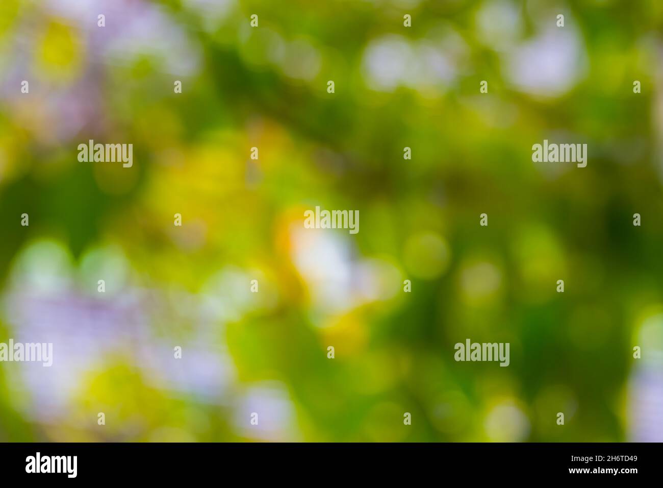 green background bokeh from nature use for background Stock Photo - Alamy