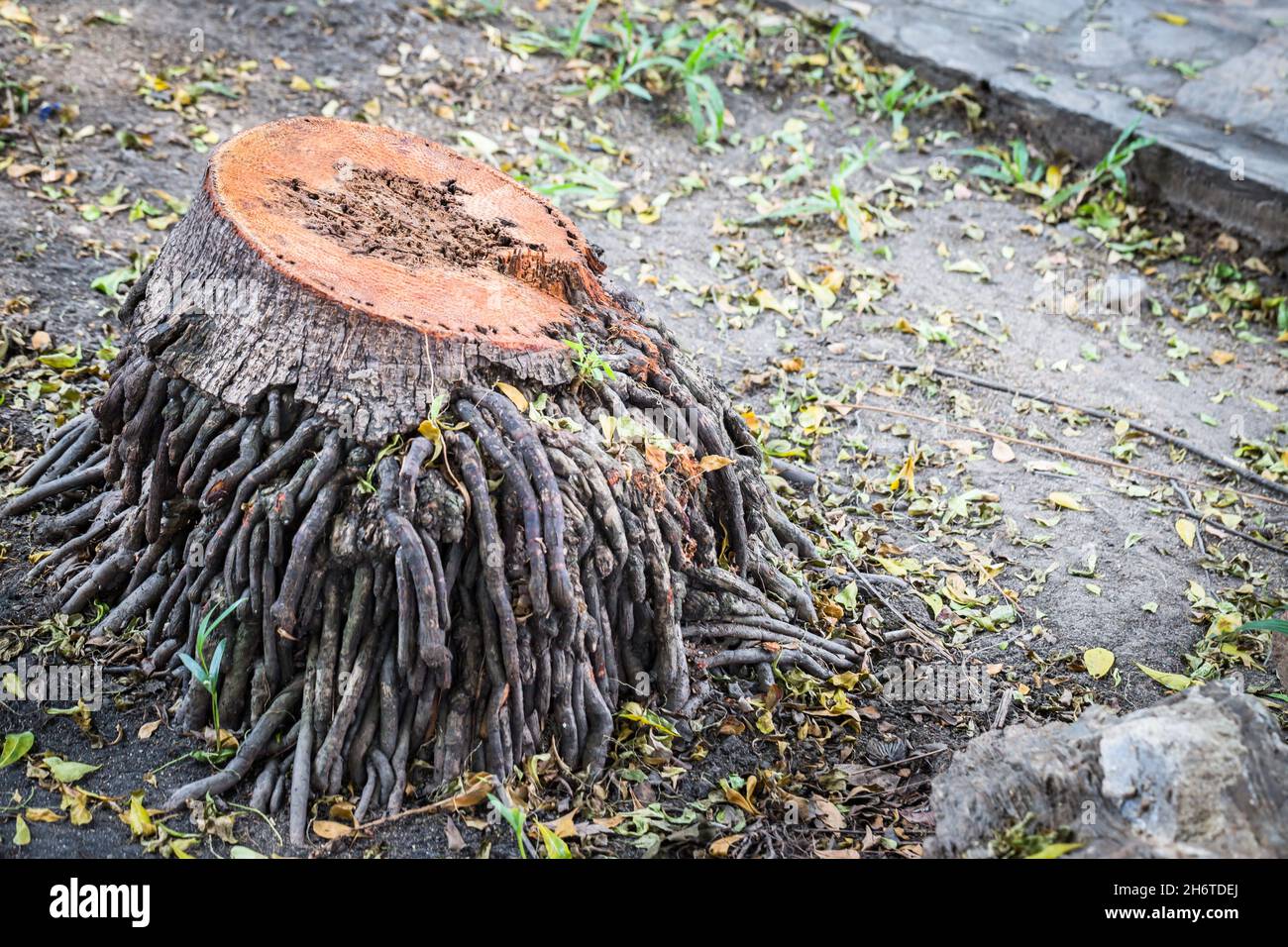 stump tree plant with root on the ground Stock Photo - Alamy
