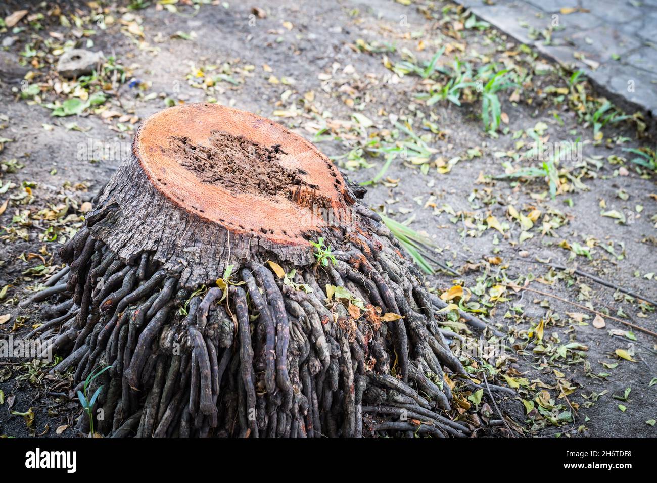 stump tree plant with root on the ground Stock Photo - Alamy