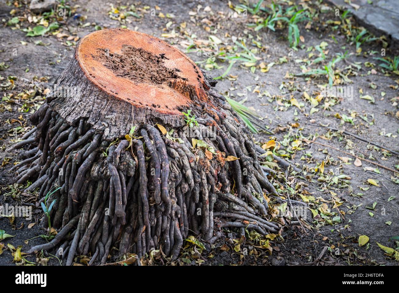stump tree plant with root on the ground Stock Photo - Alamy
