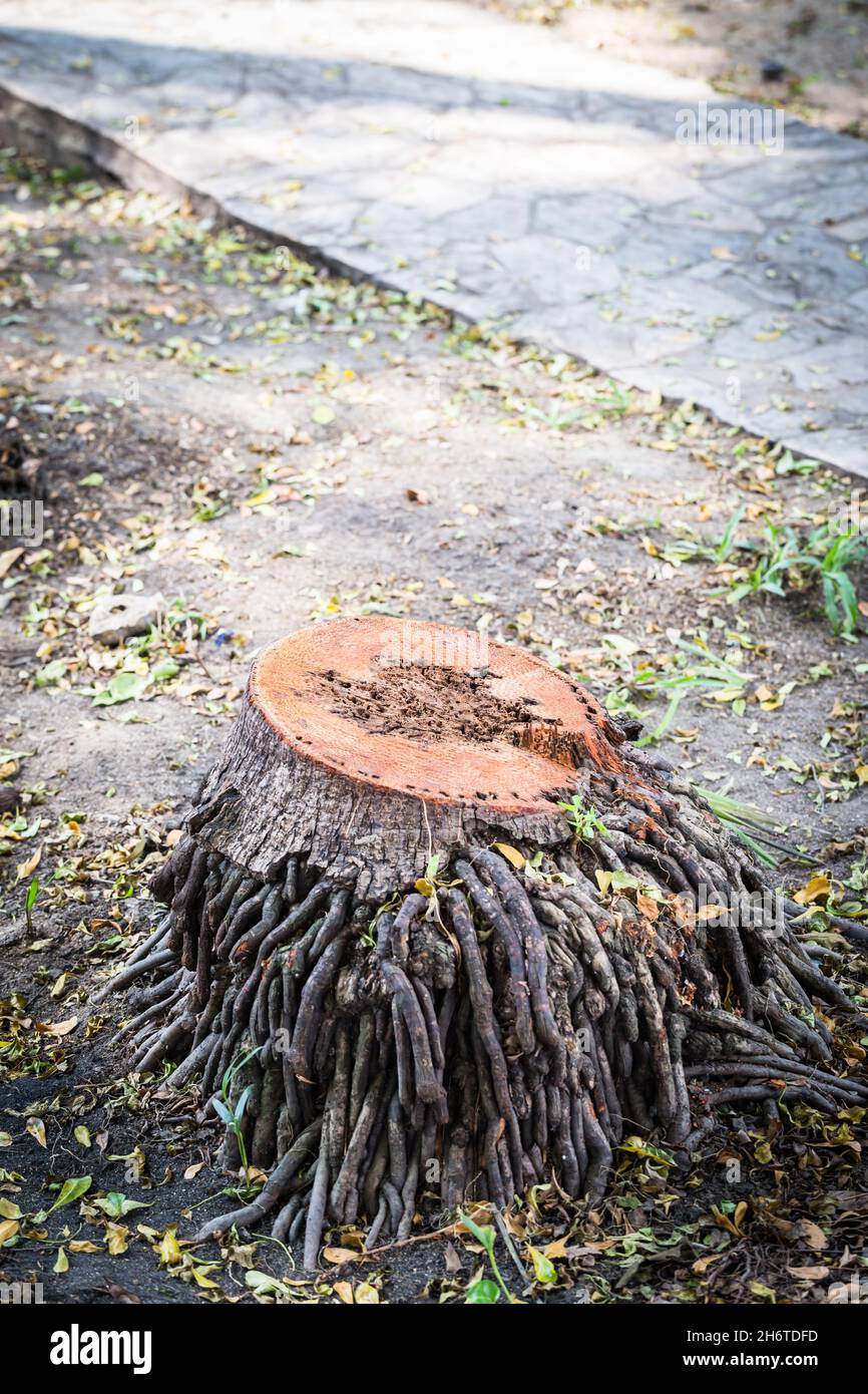 stump tree plant with root on the ground Stock Photo - Alamy