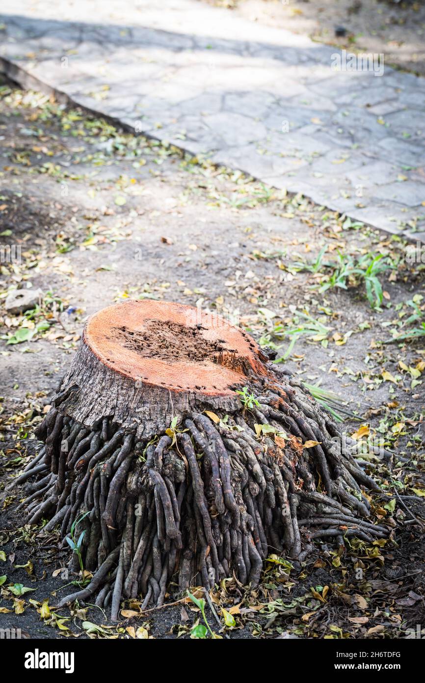 Bark on tree stumps hi-res stock photography and images - Alamy