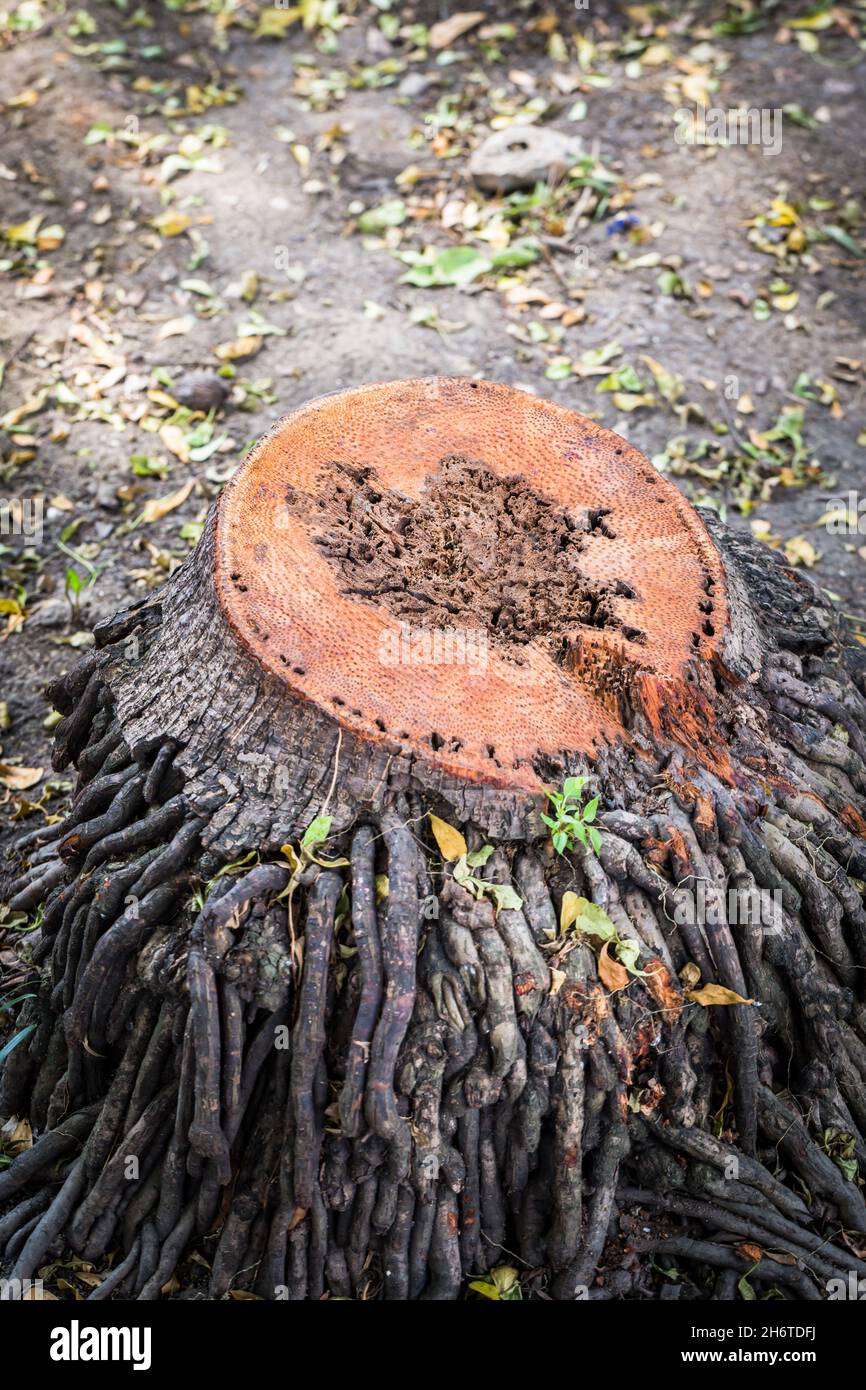 stump tree plant with root on the ground Stock Photo - Alamy